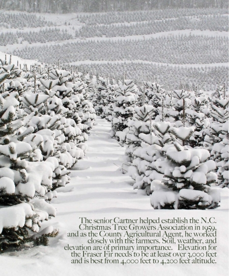 Capital at Play – The Cartner Christmas Tree Farm | Carolina Fraser Fir