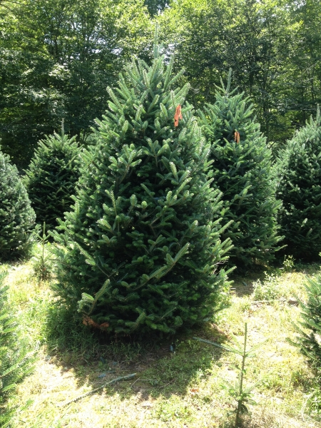 Cartner's Christmas Tree Farm