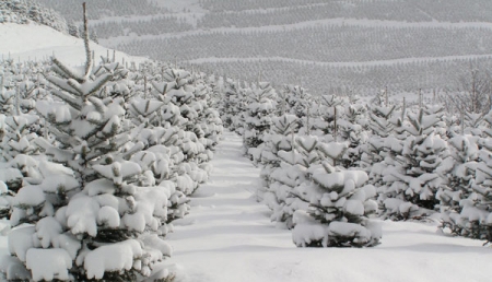 Cartner's Christmas Tree Farm