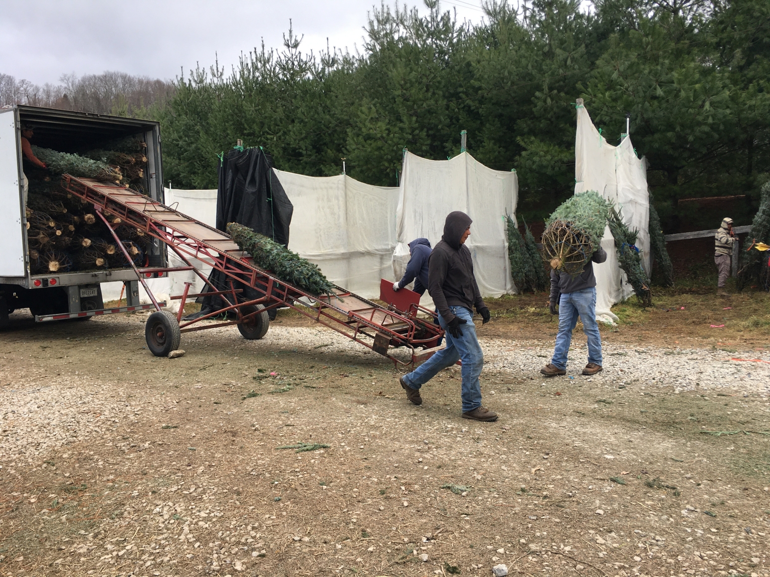 Cartner's Christmas Tree Farm