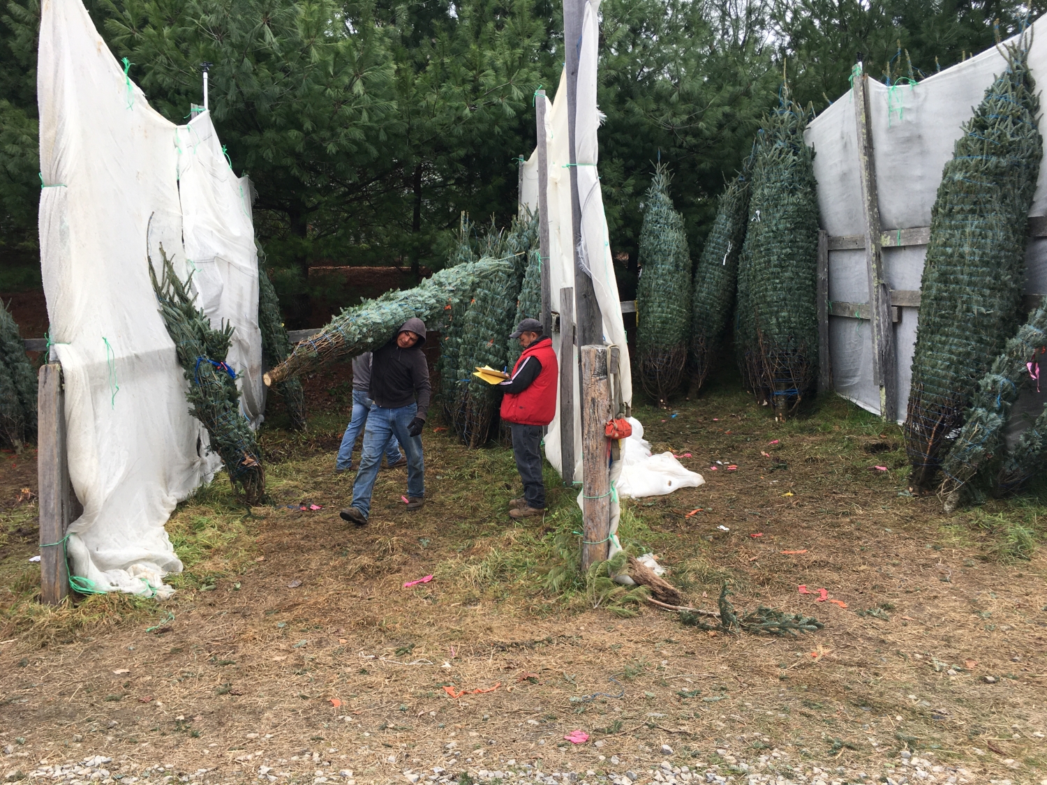 Cartner's Christmas Tree Farm