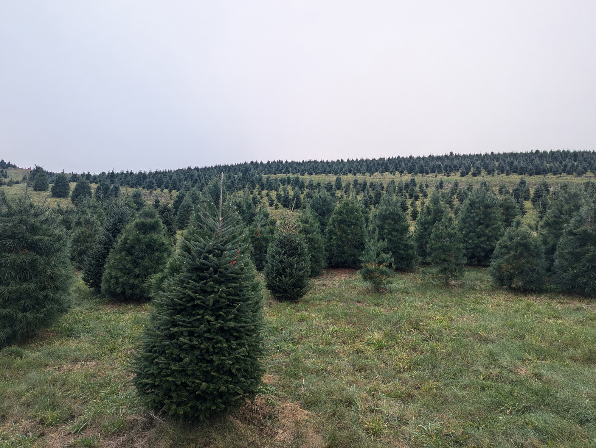 The Race to Save America’s Favorite Christmas Tree | Carolina Fraser Fir